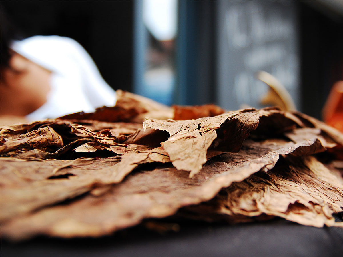 tabacco – la bottega del fumo